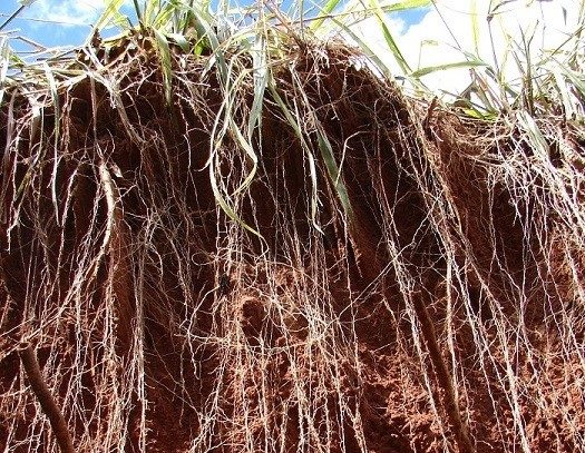 Cultivo de braquiária para alimentação animal contribui para ...